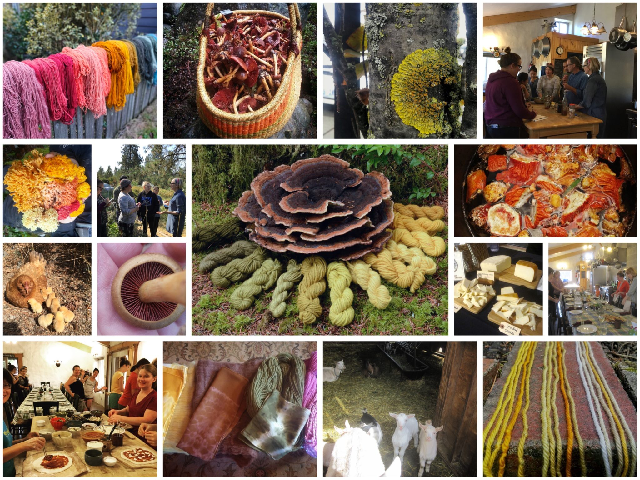 Regional Rainbows: Exploring the Art and Science of Mushroom and Lichen ...